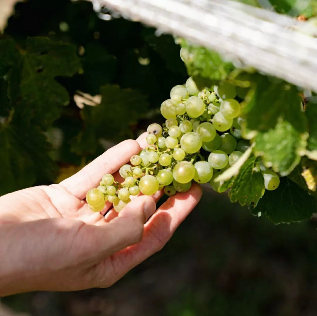 Gentle Guide Wine Structure – Sometimes Always